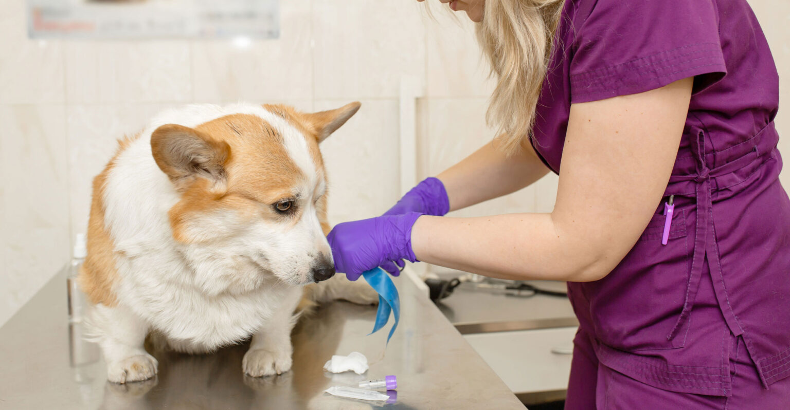 Navigating Labeling Requirements in Veterinary Reference Labs - Computype