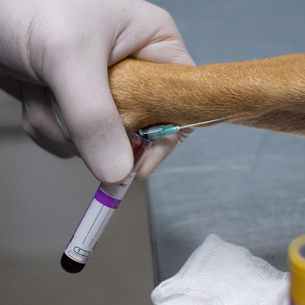 Animal Health Labeling Solutions - Computype